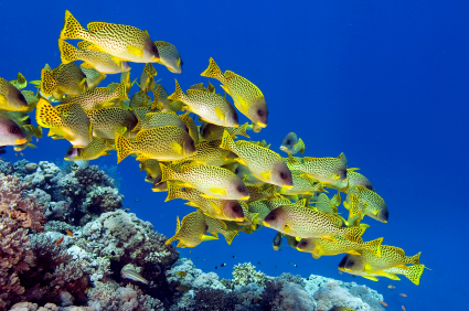 Morze Czerwone - przewodnik, atrakcje i zwiedzanie na wycieczkach